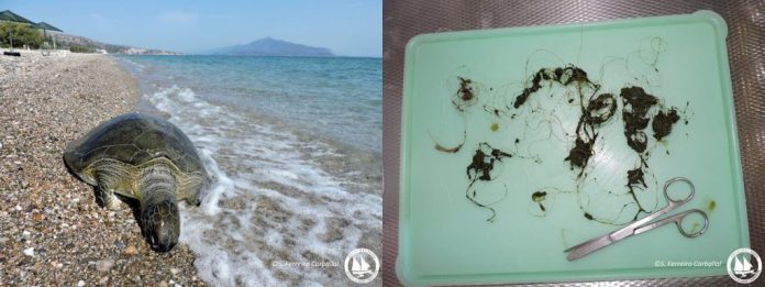 Το Αιγαίο ανήκει στα νεκρά θηλαστικά του - ασσόδυο