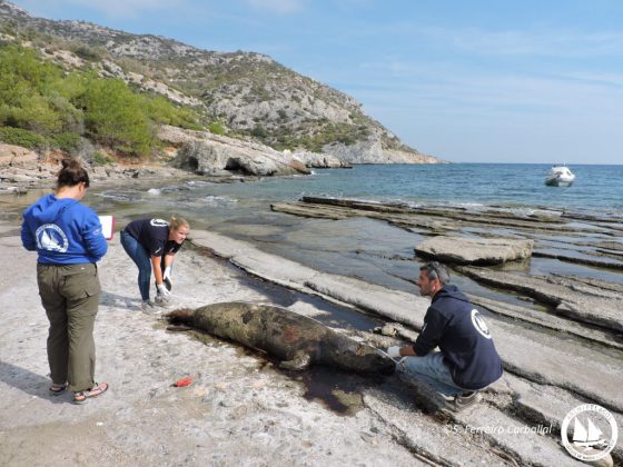 Το Αιγαίο ανήκει στα νεκρά θηλαστικά του - ασσόδυο