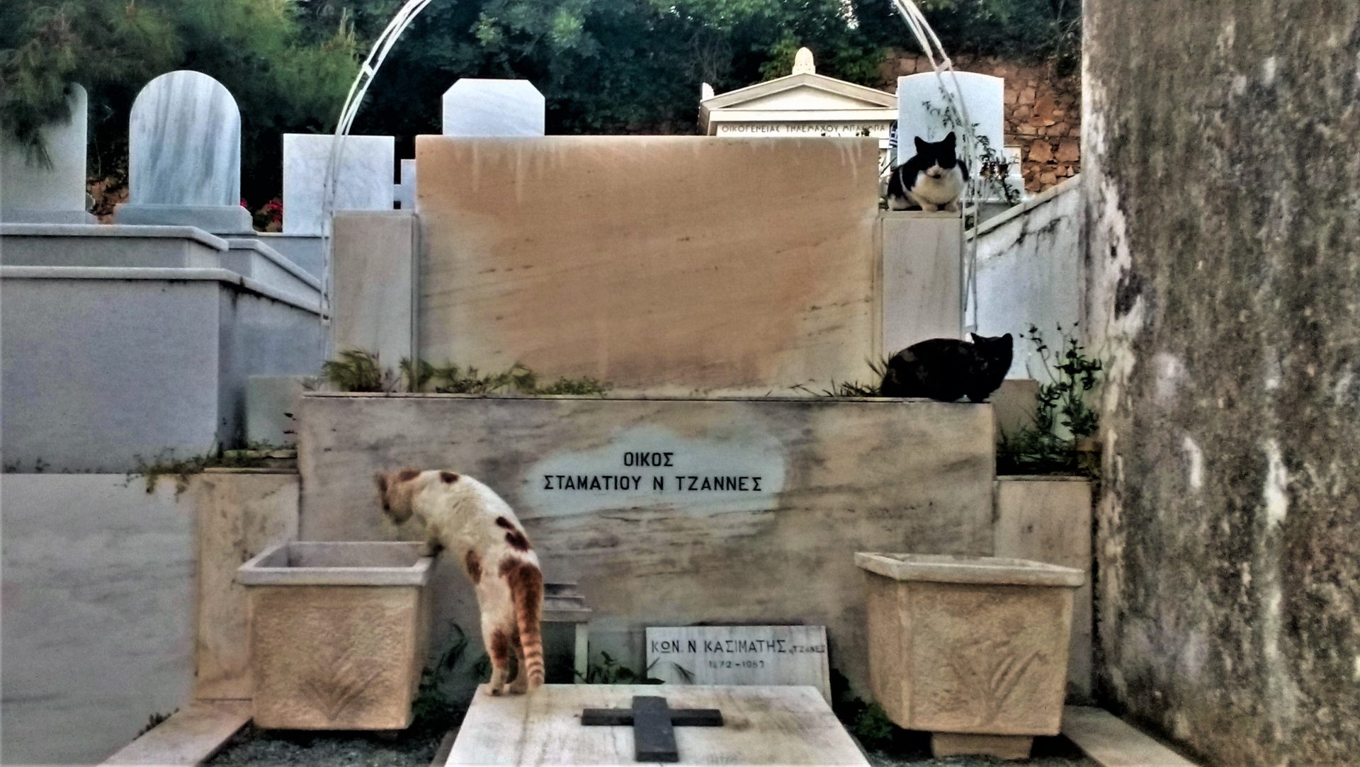 Συνέντευξη με τη γάτα του 'Α Νεκροταφείου - ασσόδυο